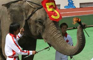 Animals strut stuff at 'Olympics' - ABC News