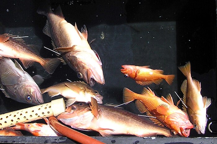 Even fish get the bends, and it's 'worse than in humans' - ABC News