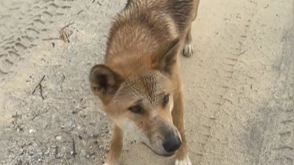 If a dingo approaches you, it's a very bad idea to run away. - ABC News