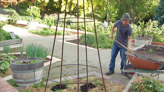 Winter Legumes - Gardening Australia