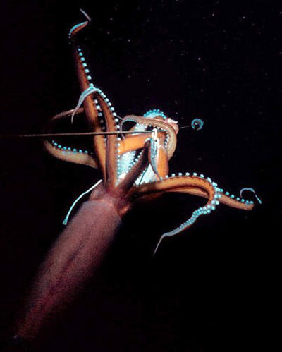 Squid study reveals personality plus - ABC News