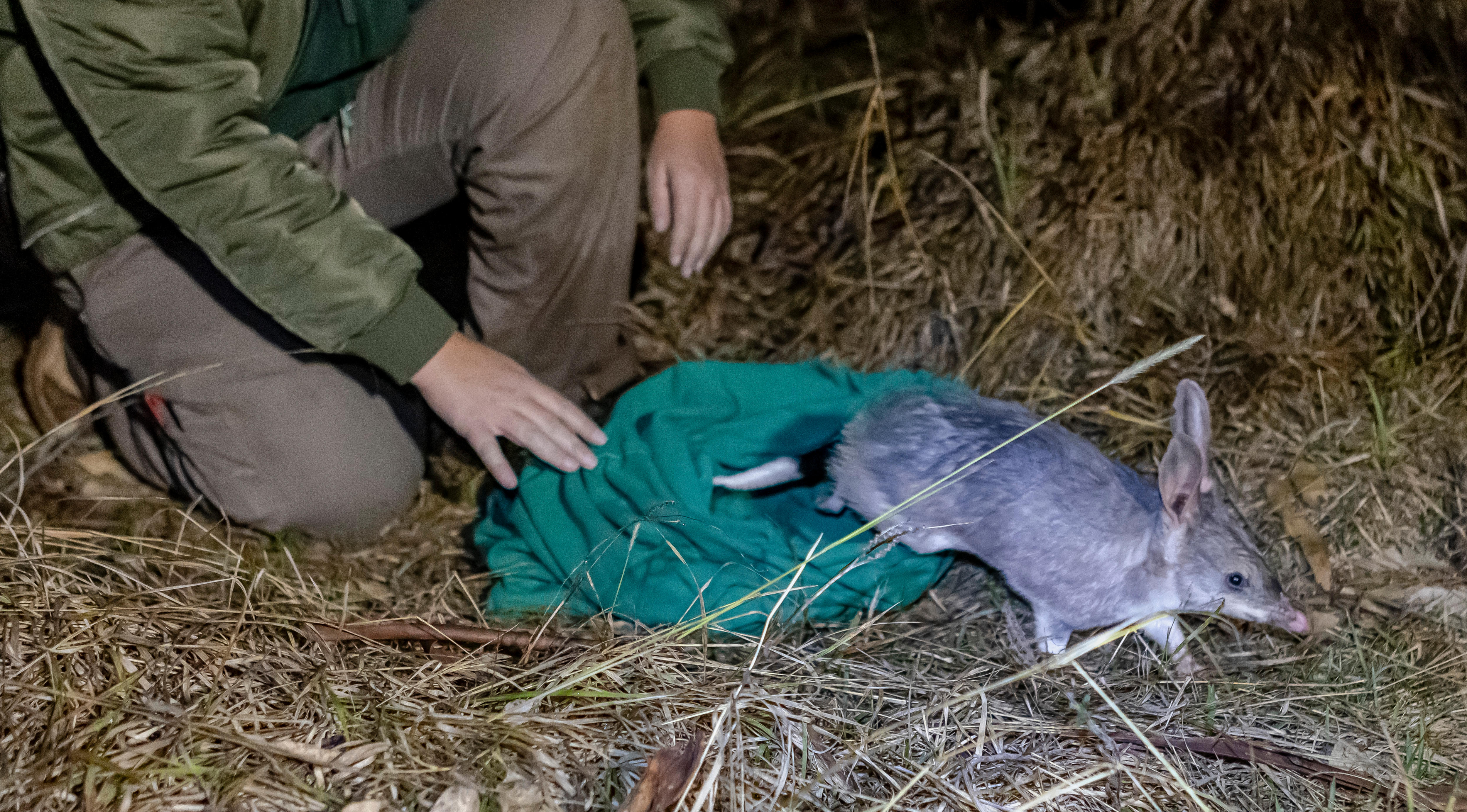Greater bilby numbers soar through 'amazing' Taronga Western Plains Zoo ...