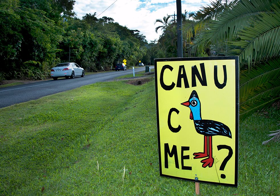 Cassowary turf war puts endangered birds in harm's way - ABC News