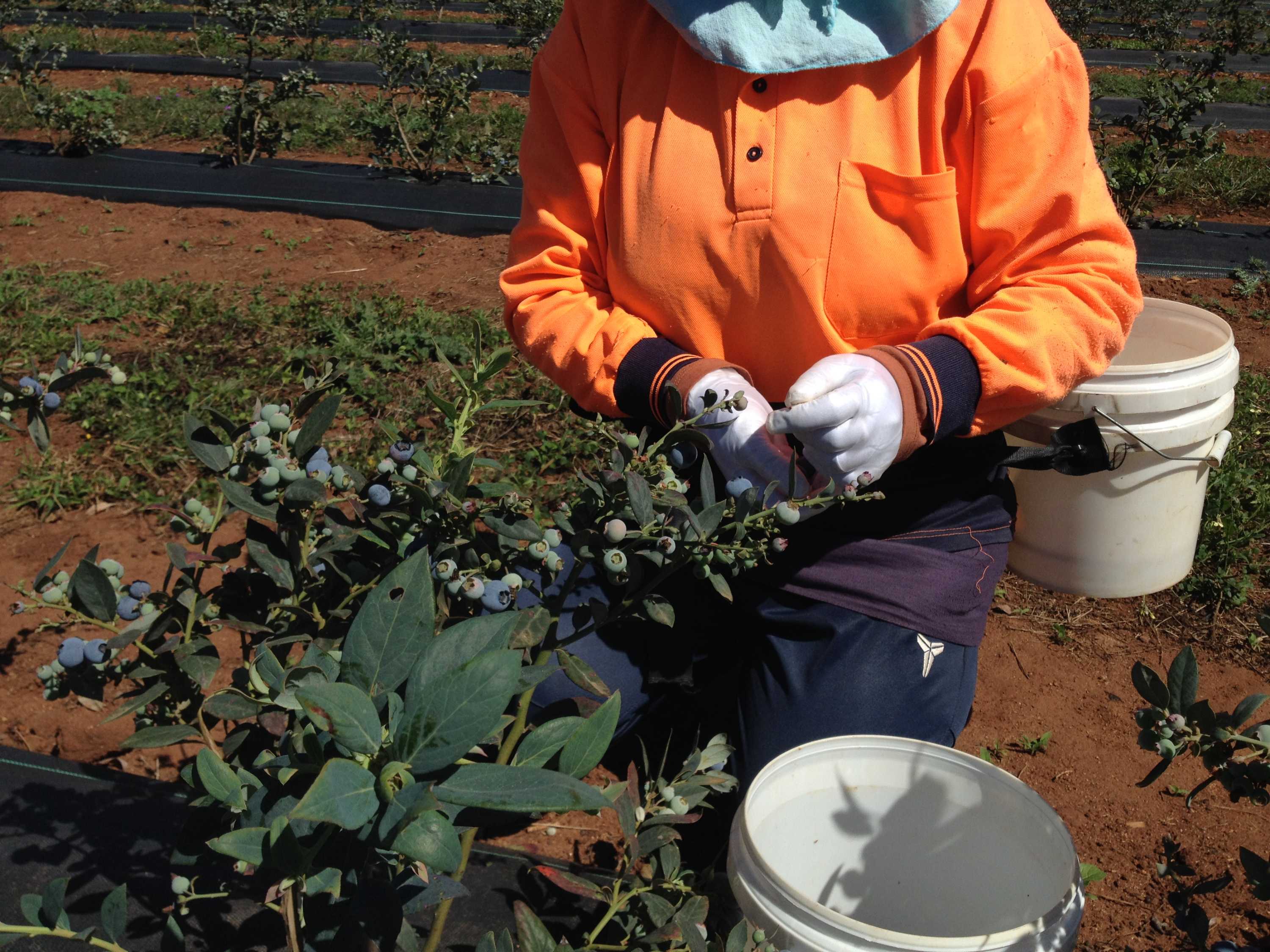 NSW Farmers keen for reform to native vegetation laws - ABC News