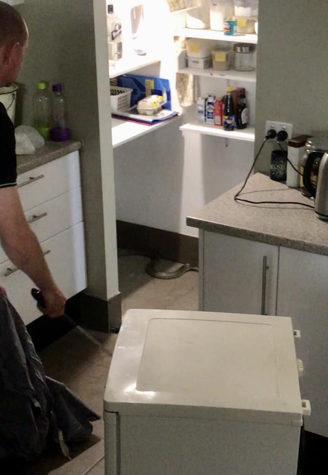 Six foot brown snake shocks Merriwa couple in their kitchen - ABC listen