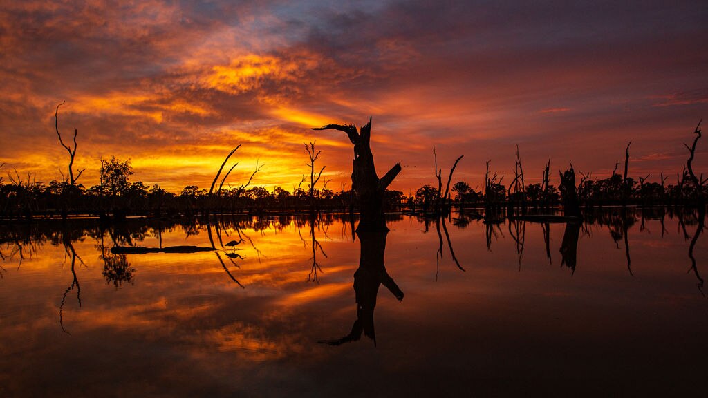 Warm sunrise at Mullinger swamp - ABC News