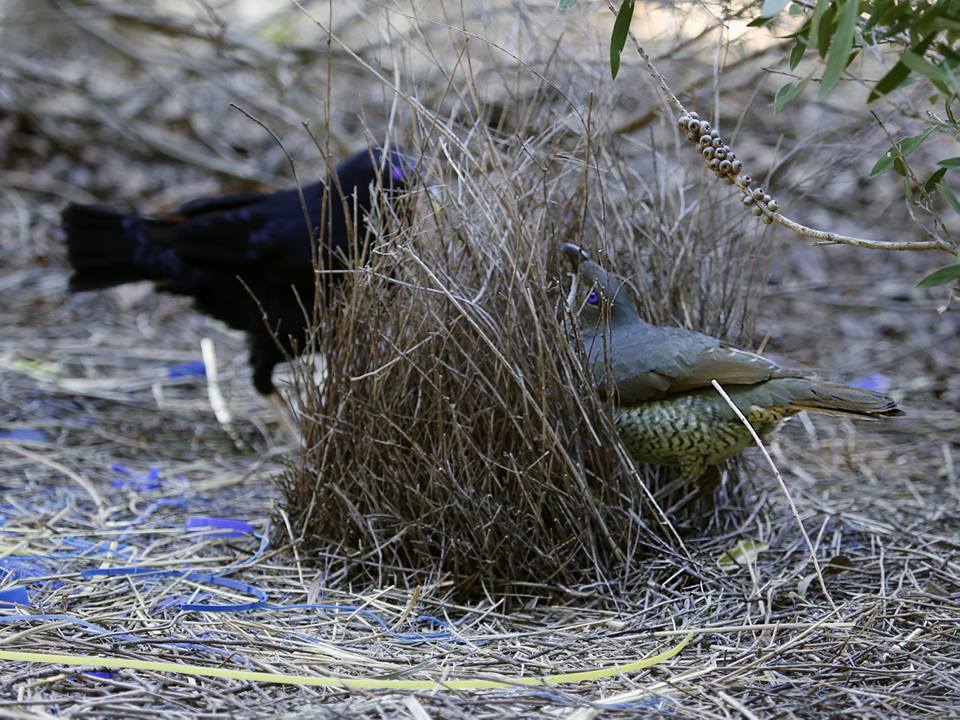 Bowerbirds building booty bases in backyards treat neighbours to ...