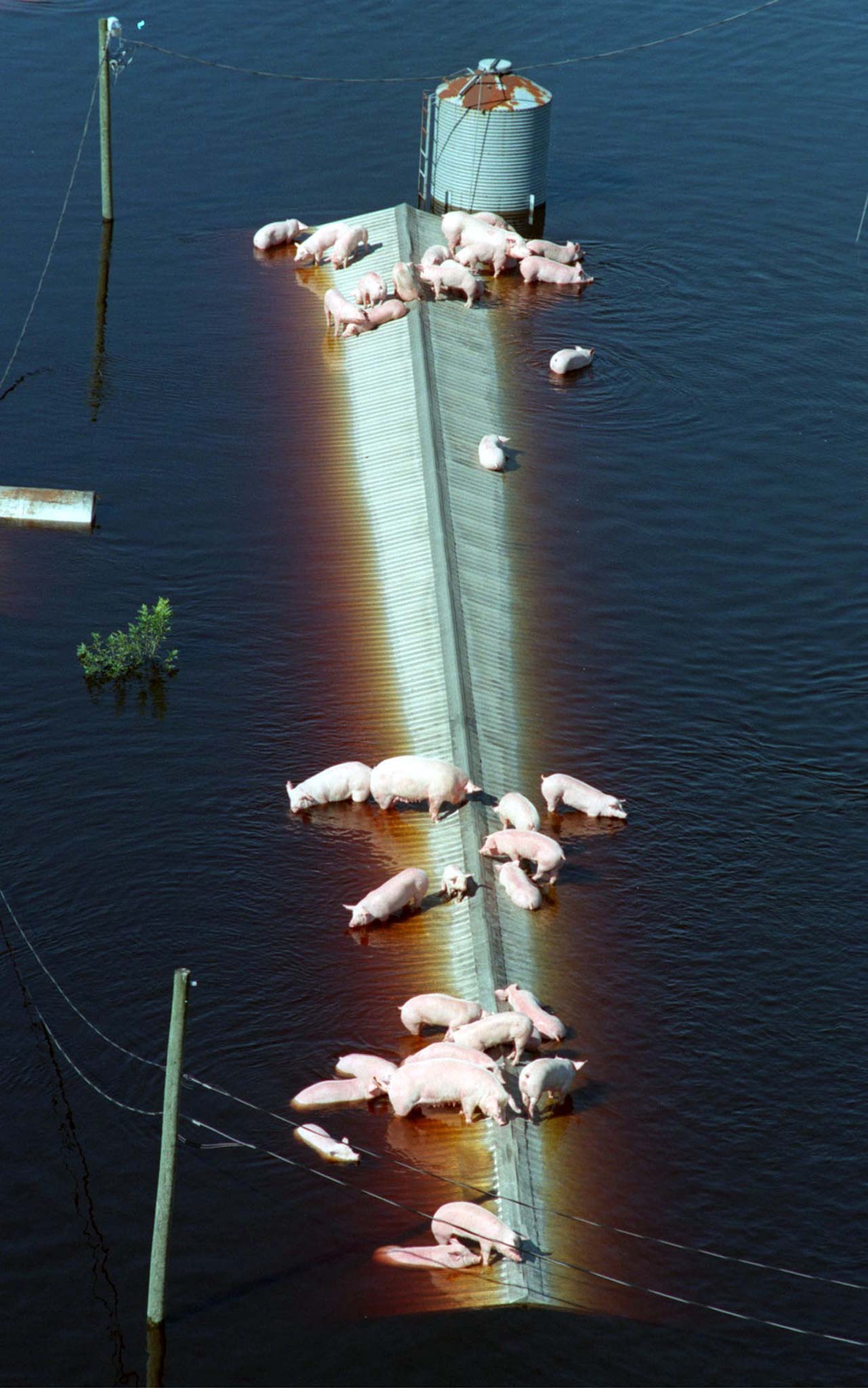 Pig farms shutting down as Hurricane Florence looms, threatening ...