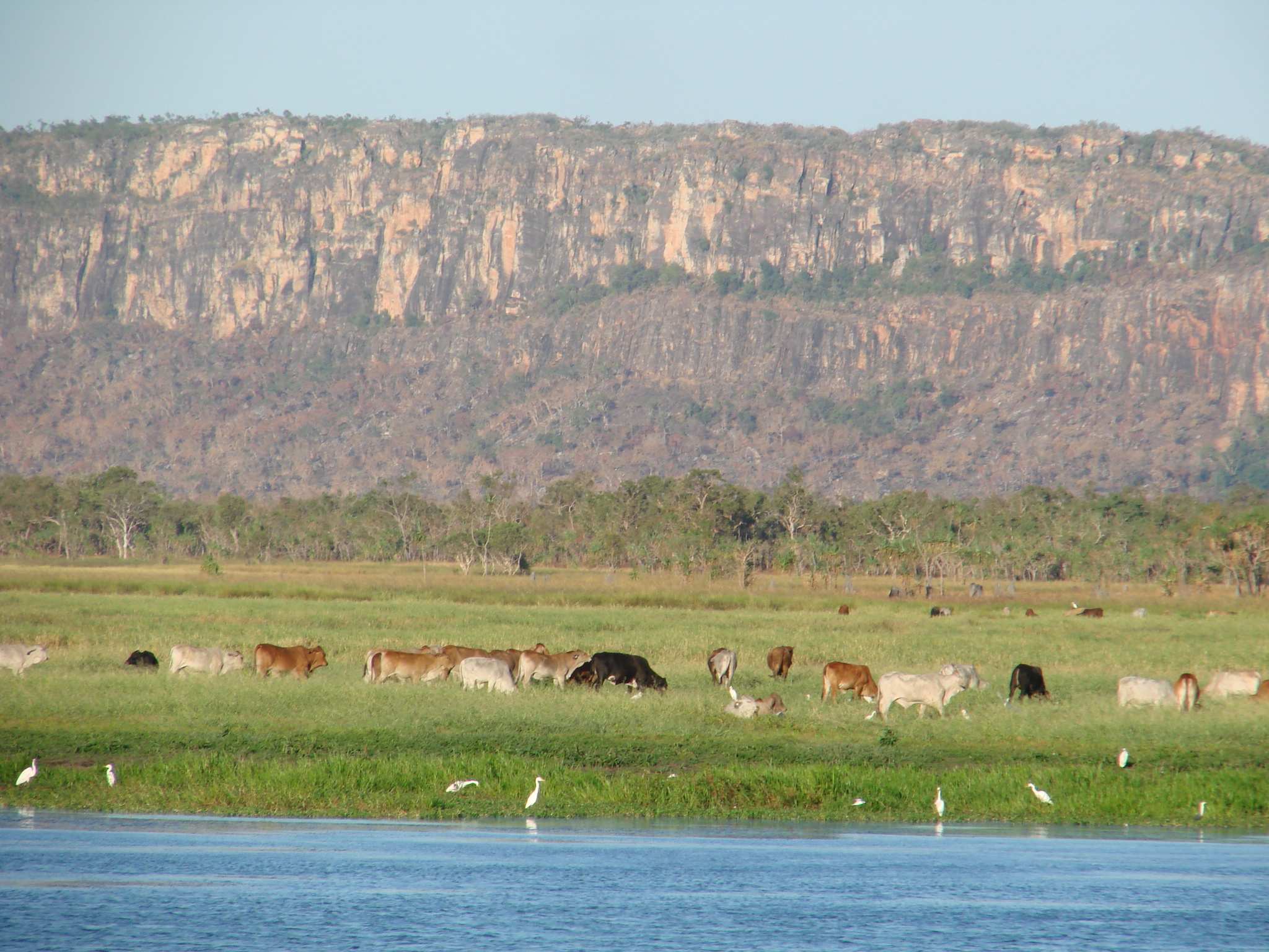 NT pastoral property market likely to rebound - ABC News
