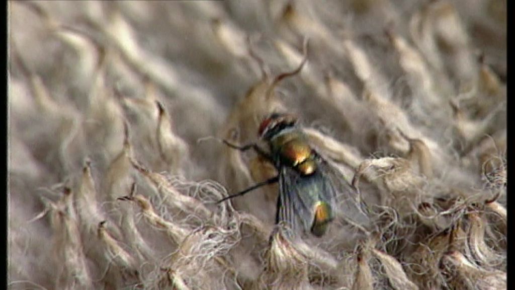 Sting in the Tail: Can genetics bring an end to mulesing? - ABC News