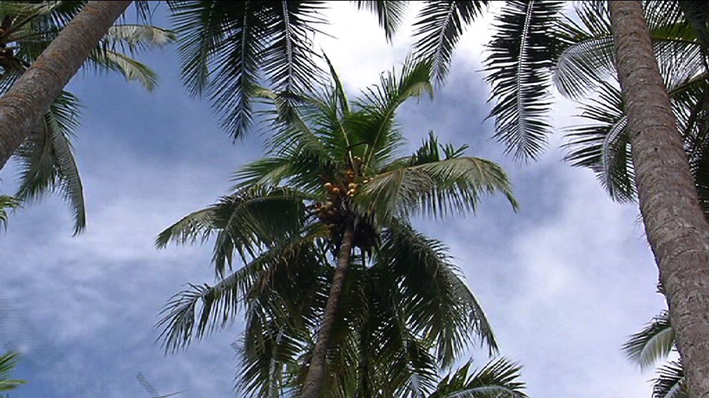 Coconut Comeback - ABC News
