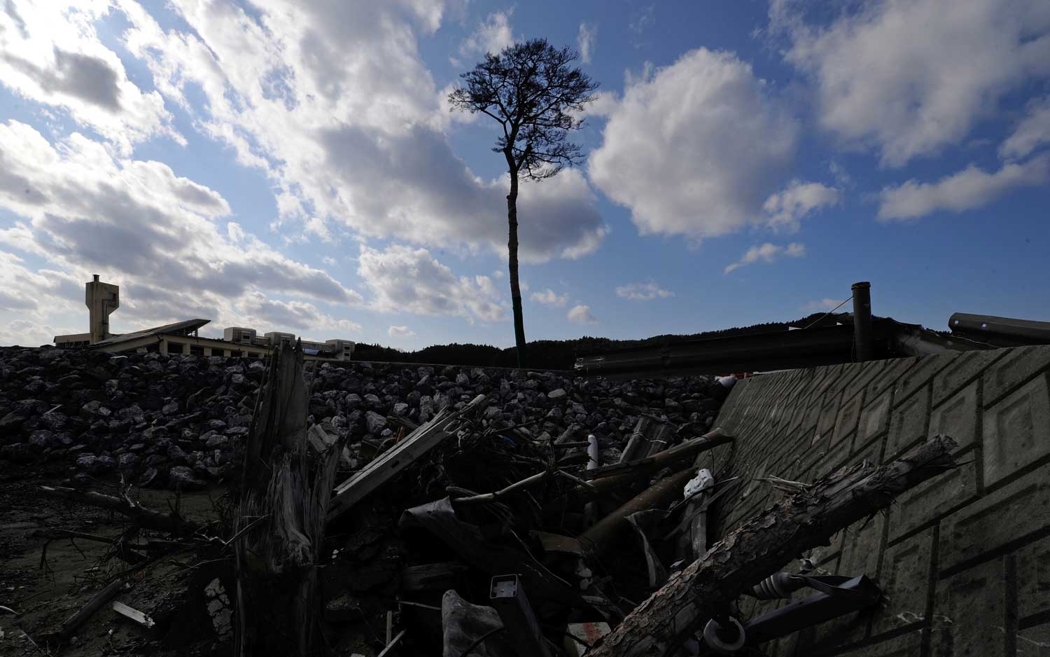 Japan moves to preserve tsunami 'miracle pine' - ABC News