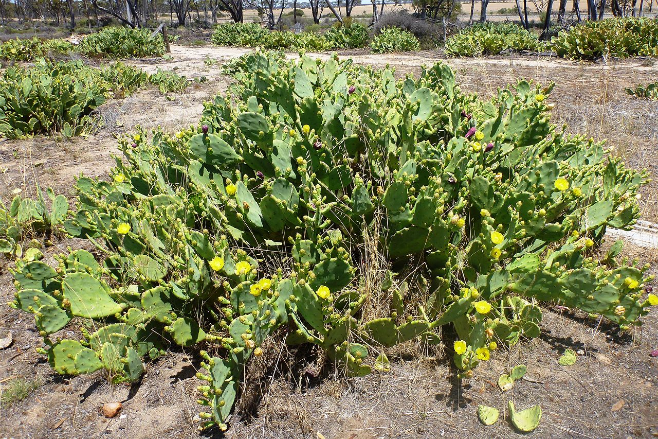 Prickly problem spreading from Alice Springs - ABC News