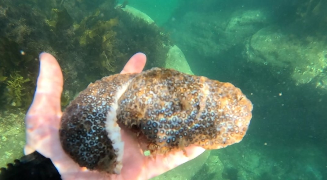 Sydney scientists are feeding 'little fat balls' to coral to boost ...