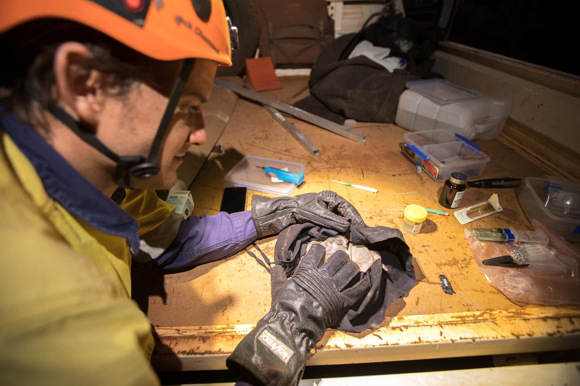 Artificial roosts built for ghost bats at risk of homelessness in ...