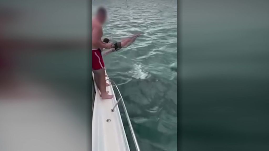 Man Eaten By Killer Whale