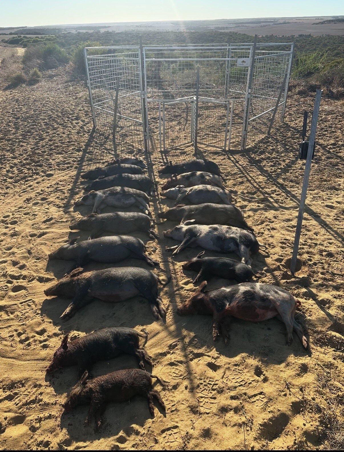 Feral pig cull reduces pest numbers in WA's Northern Agricultural ...