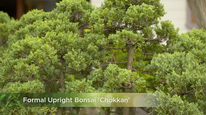 Bonsai Extra - Gardening Australia