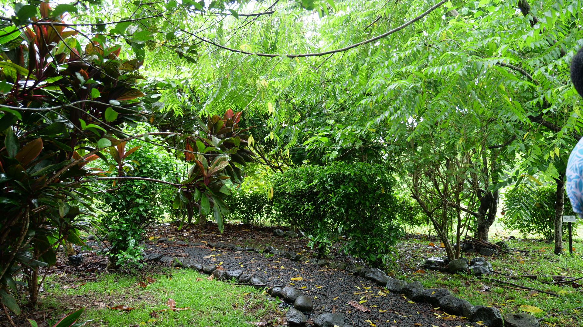 Inside Samoa's lab where scientists are unlocking the power of plants ...