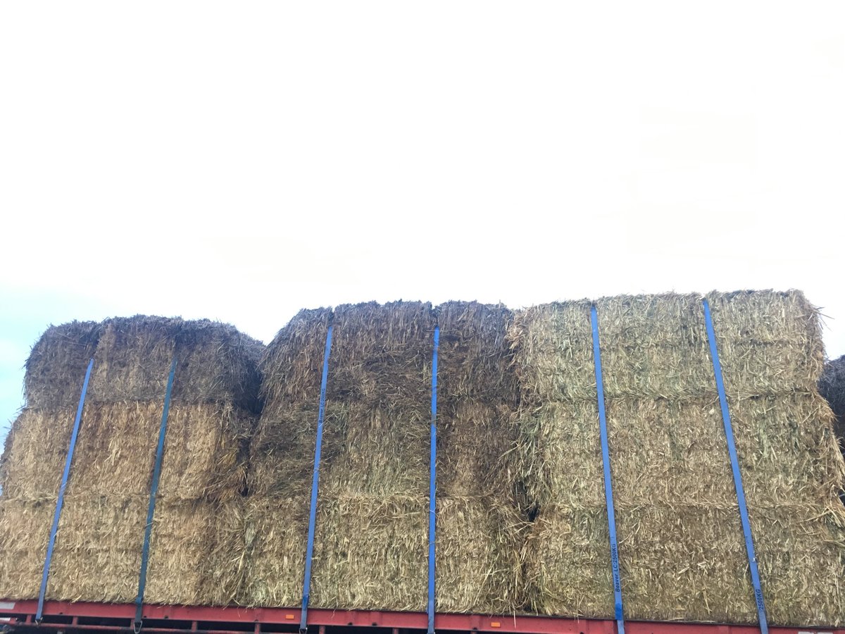 What has happened to the hay market? Major shortage puts squeeze on ...