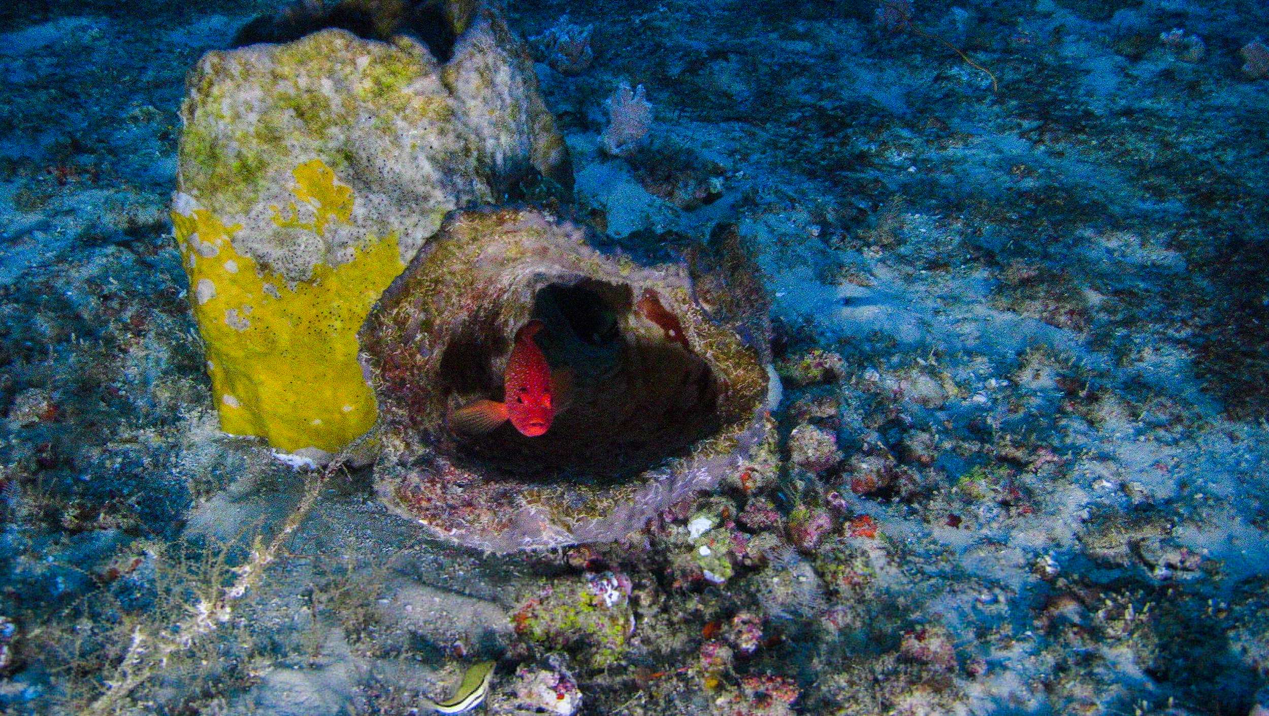 Amazon Reef: First images of sponge and coral system discovered at ...