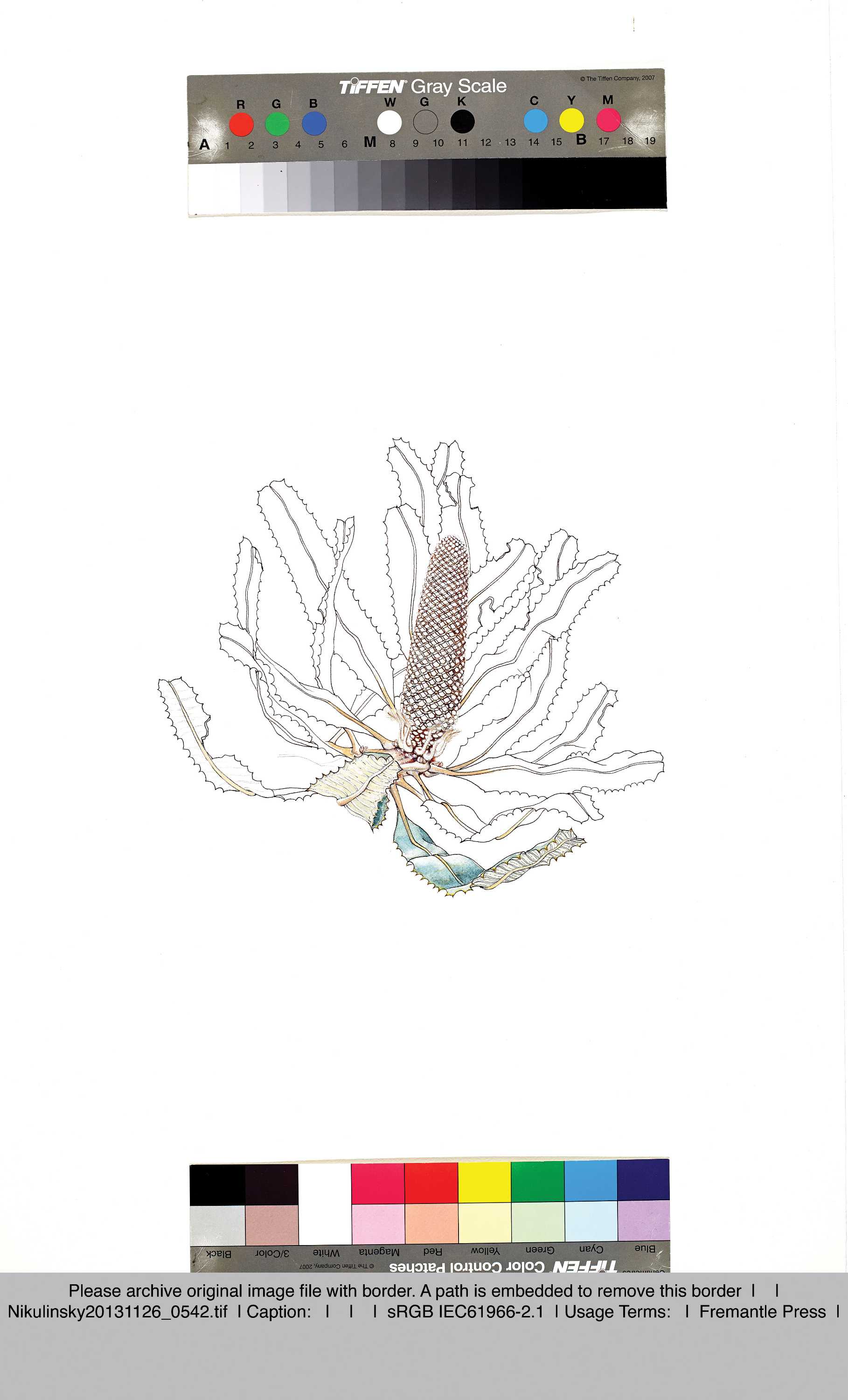Botanical artist Philippa Nikulinsky - ABC Radio National