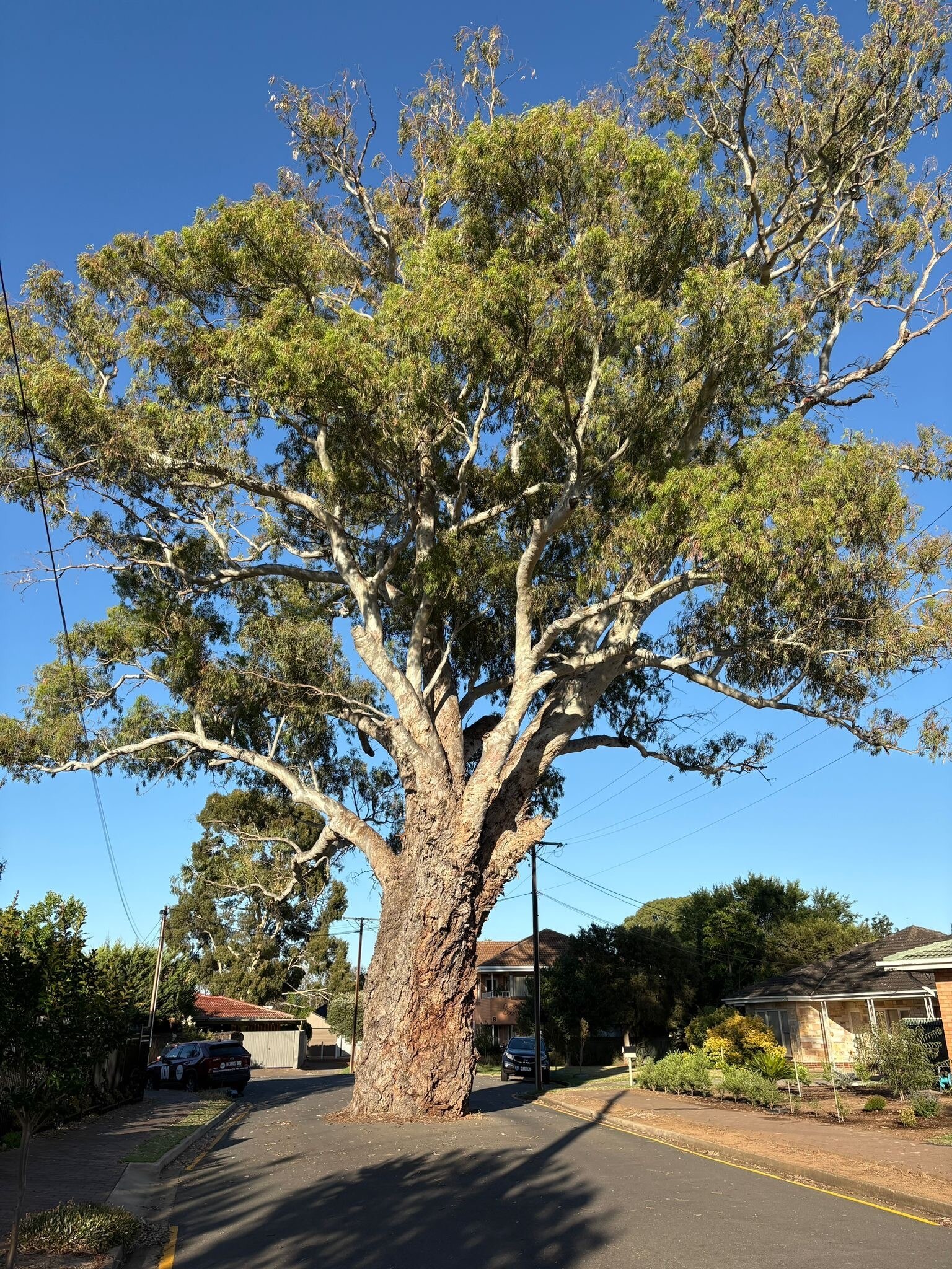 Clarence Park residents seek action for 200-year-old middle-of-the-road ...