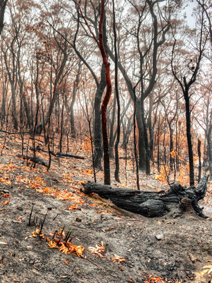 Blue Mountains bushfire victims had 'poor' chance of success in class ...