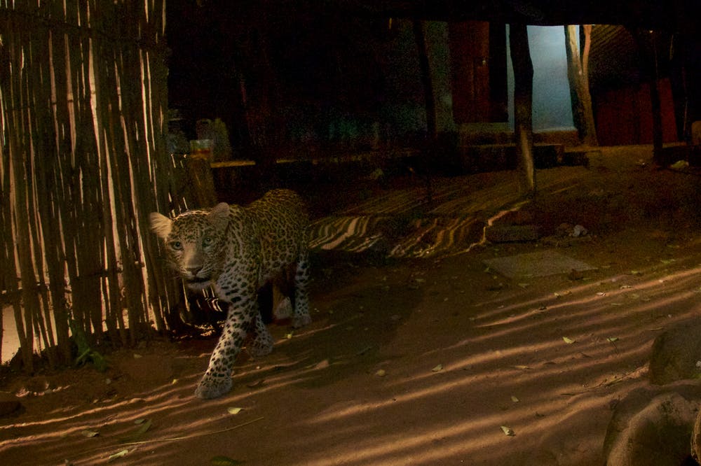 How the leopards that live in a city park are saving lives in Mumbai ...