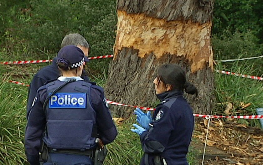 Police probe 'sickening' attack on historic tree - ABC News