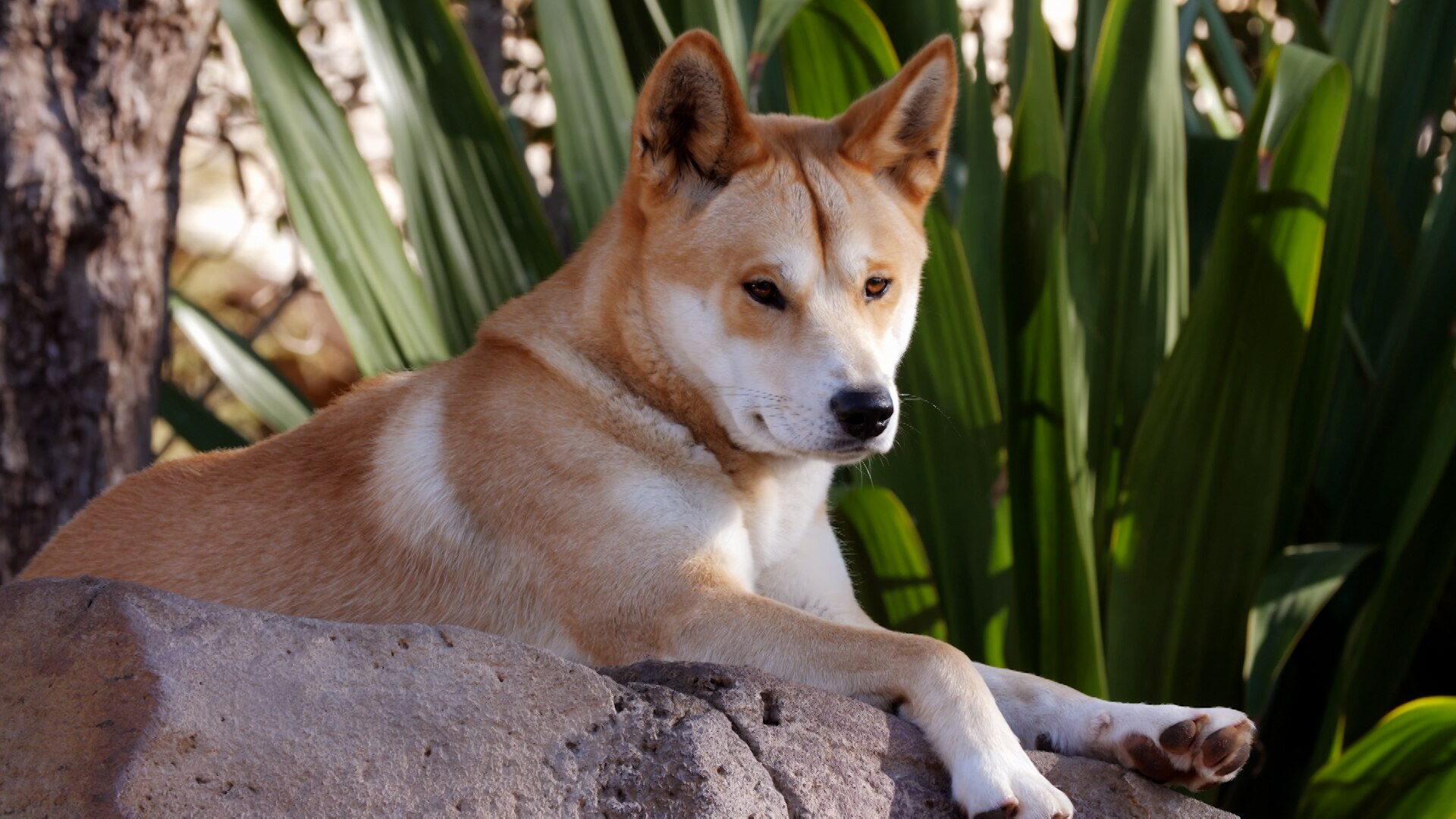 Our Animals: Koala - ABC Education