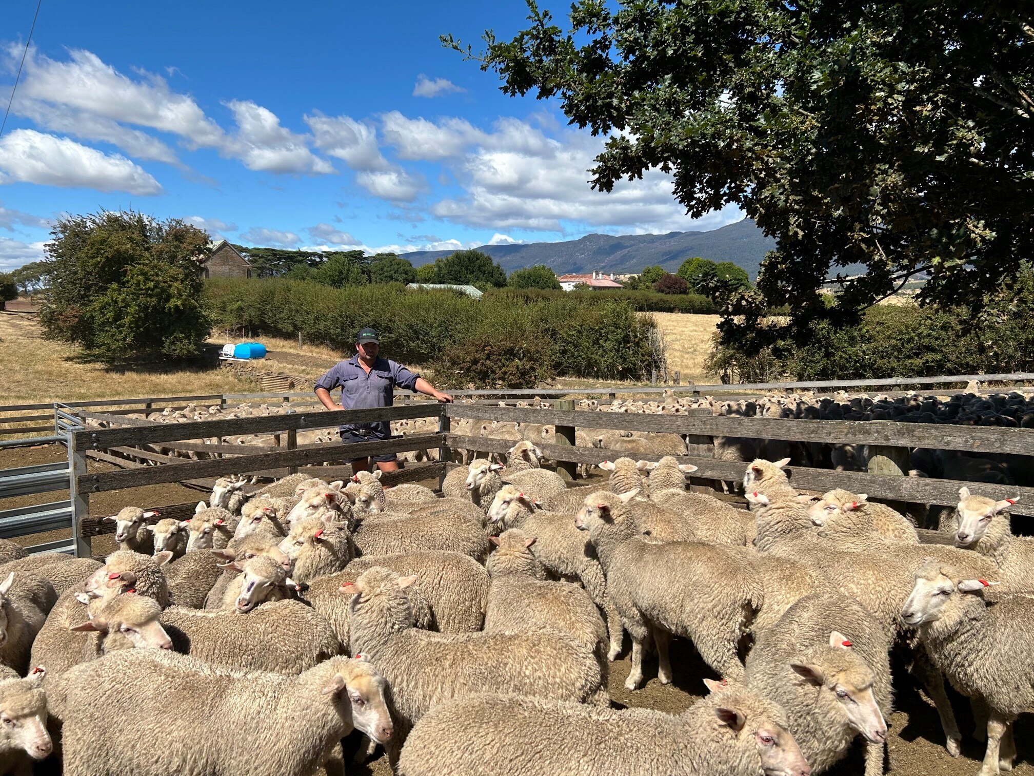 Farm theft a 'growing issue' in Tasmania, but some victims fear ...