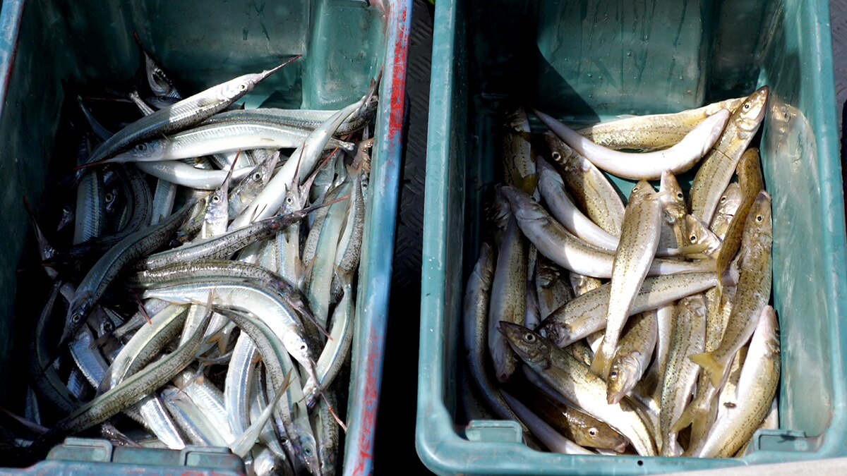 Regulation bites as new rules hit Corner Inlet fish catches - ABC News