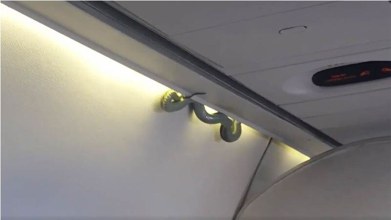 Snake on a plane: Live reptile slithers into cabin of Aeromexico flight ...