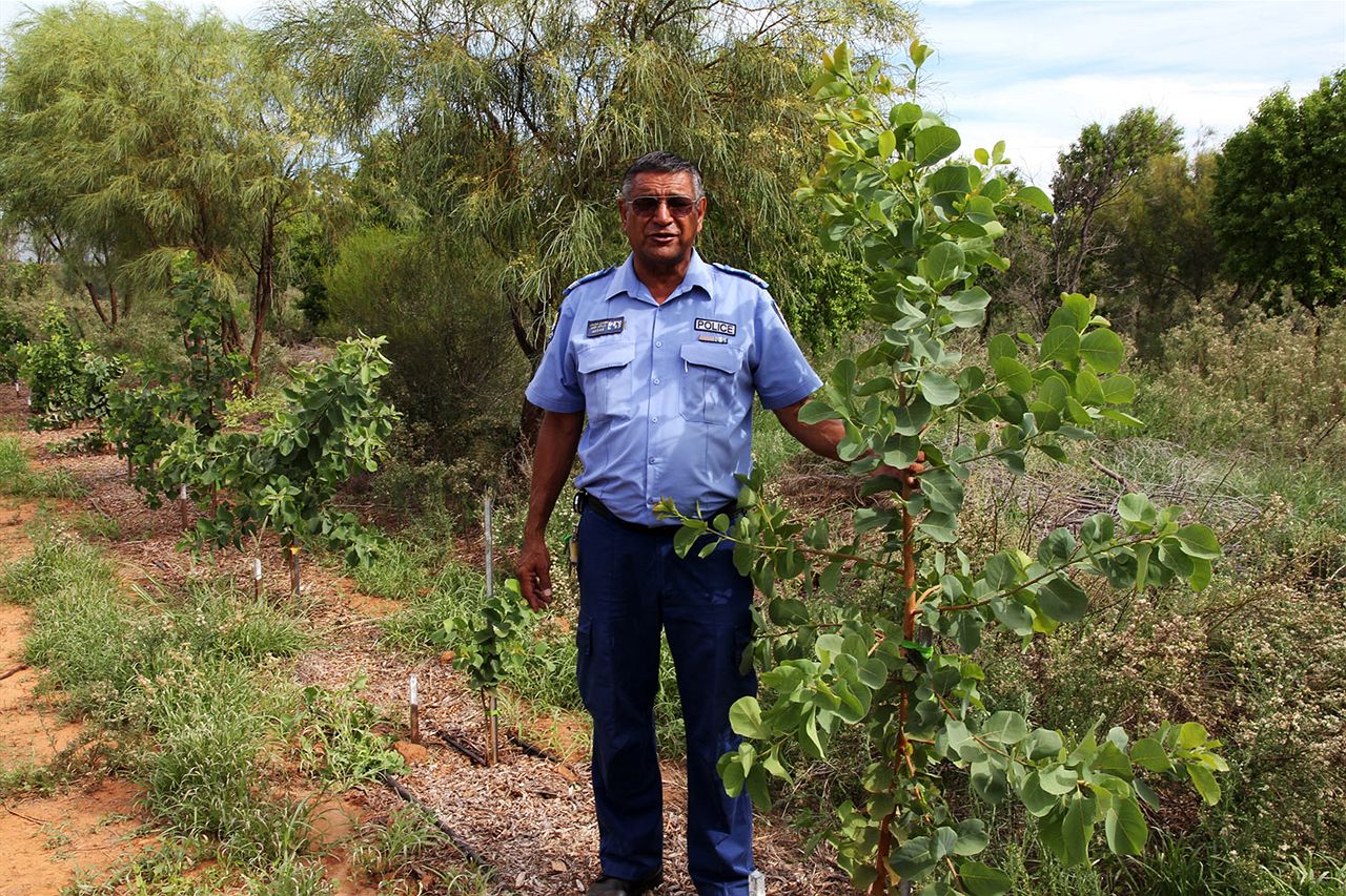 High hopes for gubinge in the Gascoyne - ABC News