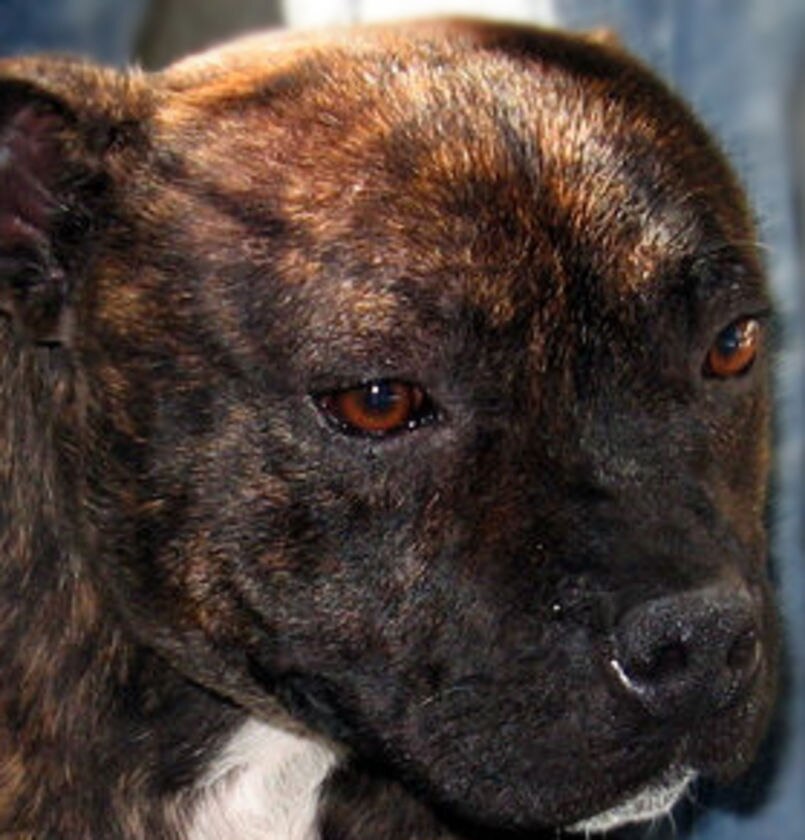 Council denies 'constant complaints' over dangerous dogs - ABC News