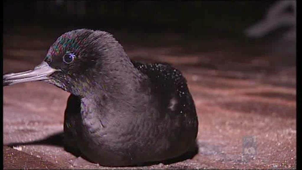 Climate change endangers migratory birds - ABC News