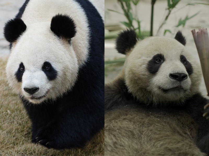 New giant panda pair Xing Qiu and Yi Lan revealed as Adelaide Zoo ...