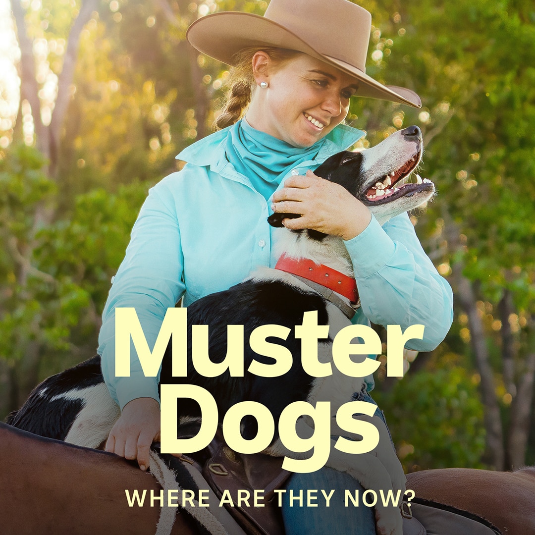 TV Releases - ABC Shop