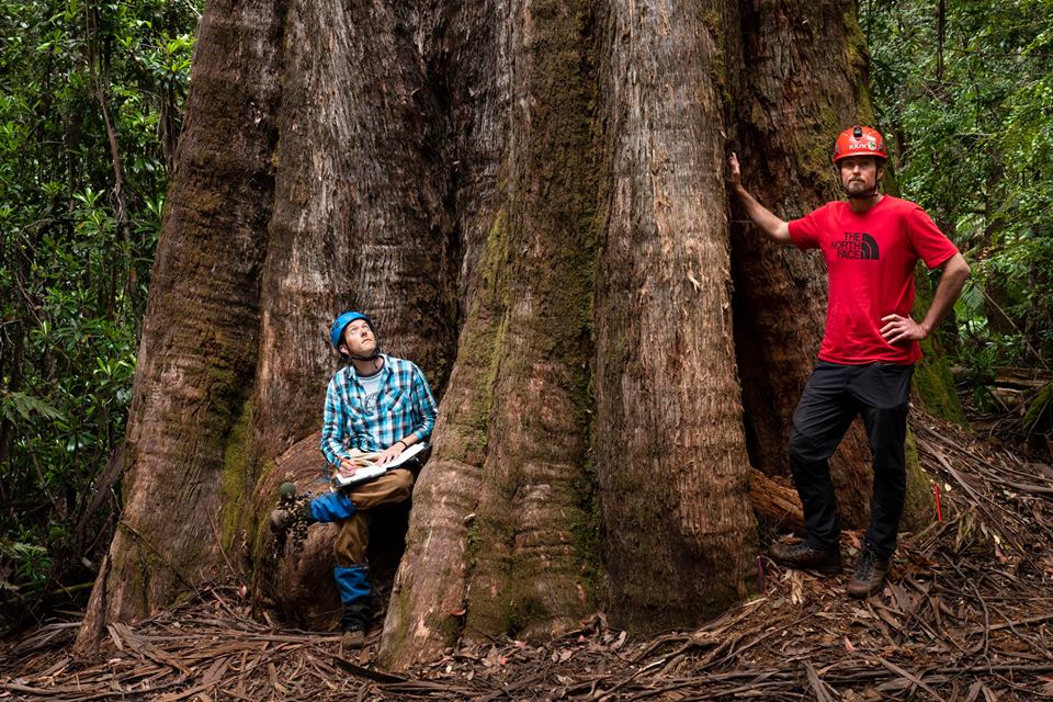 Tall tree Centurion passes 100-metre mark, creating milestone for ...