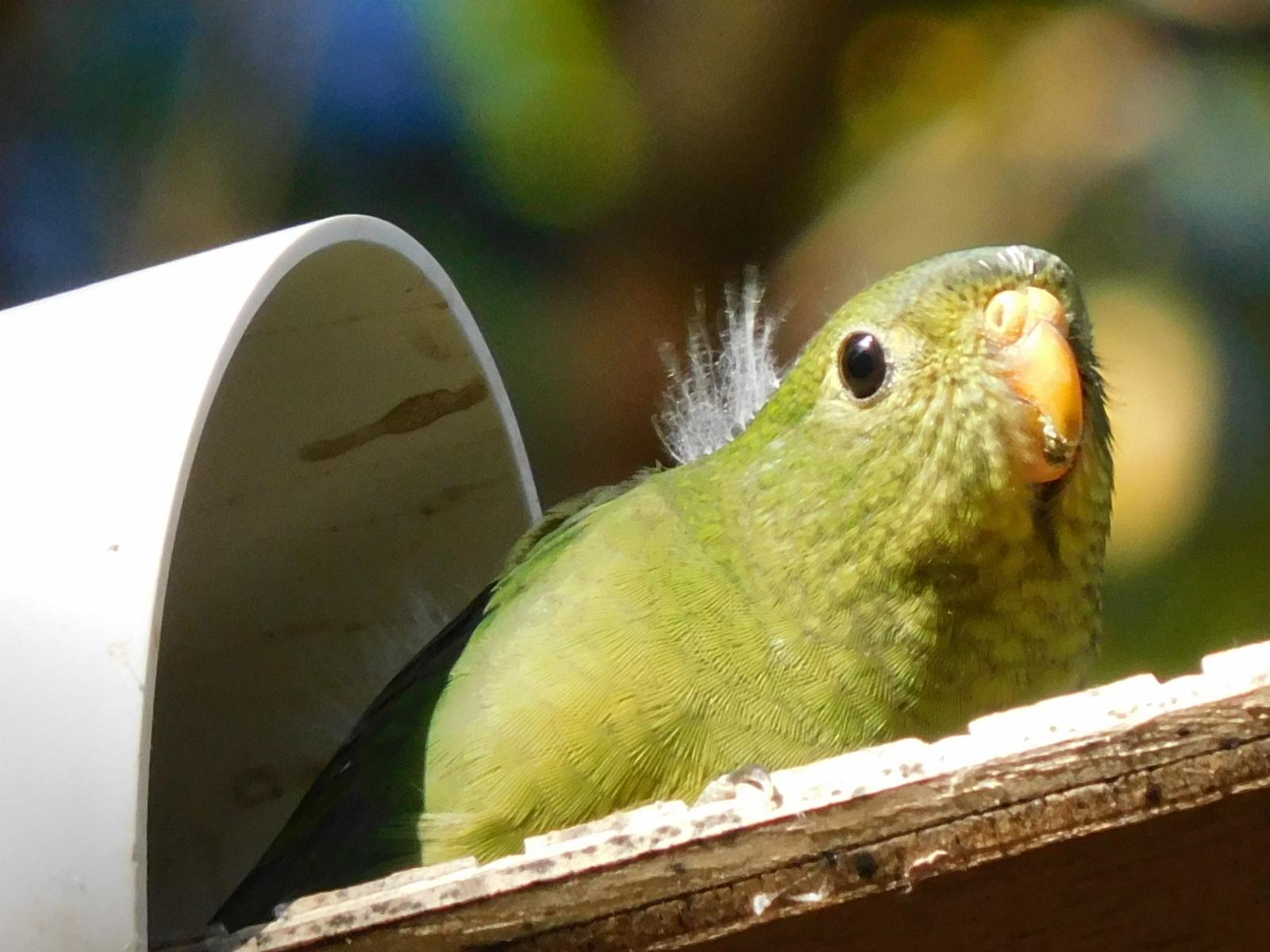 Expectations set for a record-breaking orange-bellied parrot migration ...