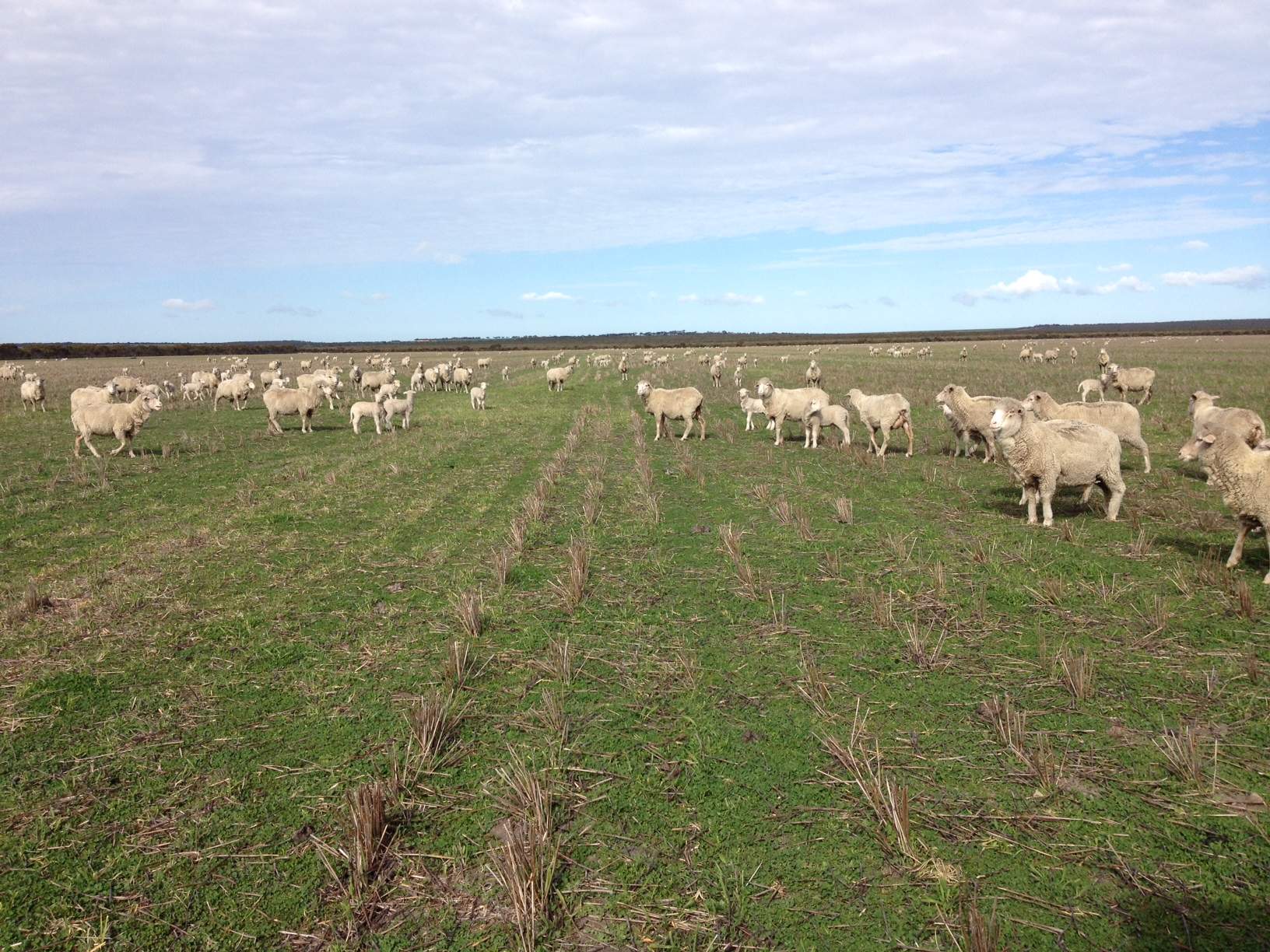 WA Sheep Industry Leadership Council calls for contracts, traineeships ...