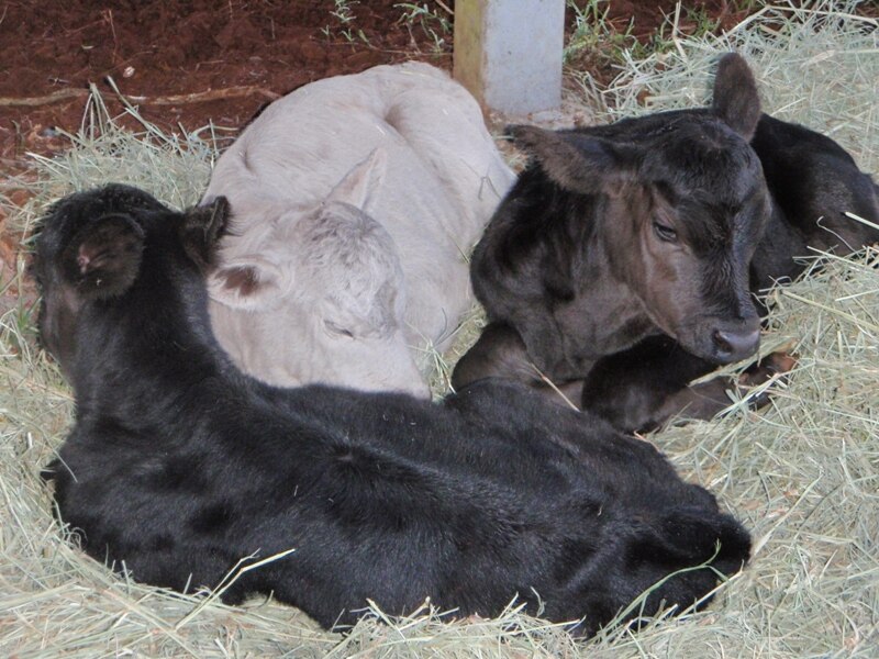 Muffet the cow defies the odds by birthing quadruplets after triplets ...
