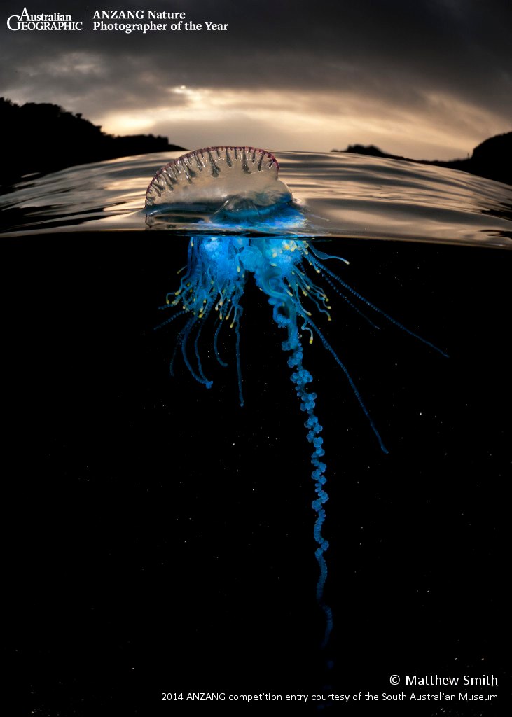 Bluebottle photo wins ANZANG Nature Photographer of the Year ...