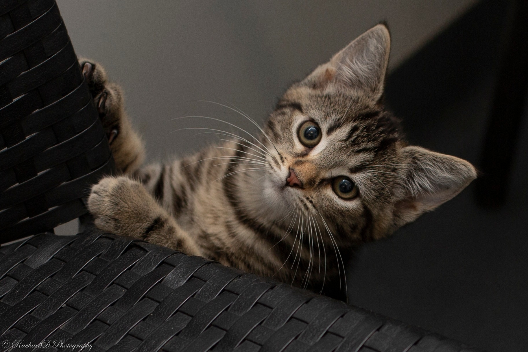 Foster carers needed as Ten Lives Cat Centre hits peak kitten season ...