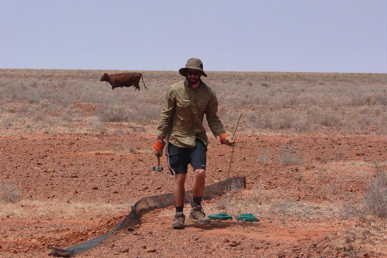 Threatened species surviving in Simpson Desert despite cattle grazing ...