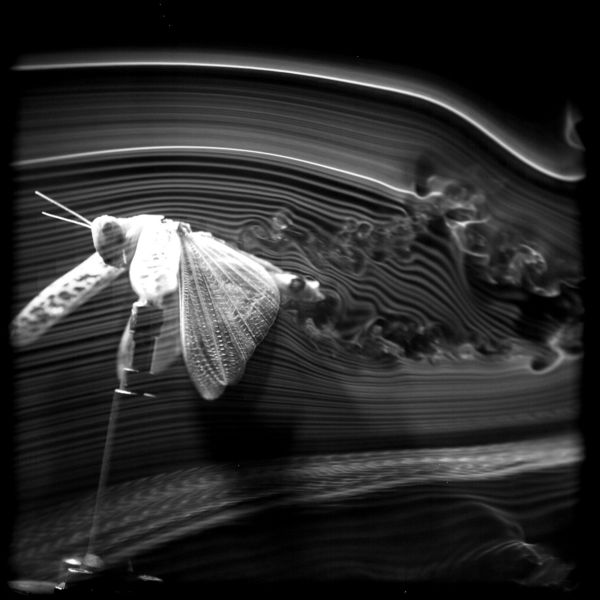 Locust wings to inspire flying robots - ABC News