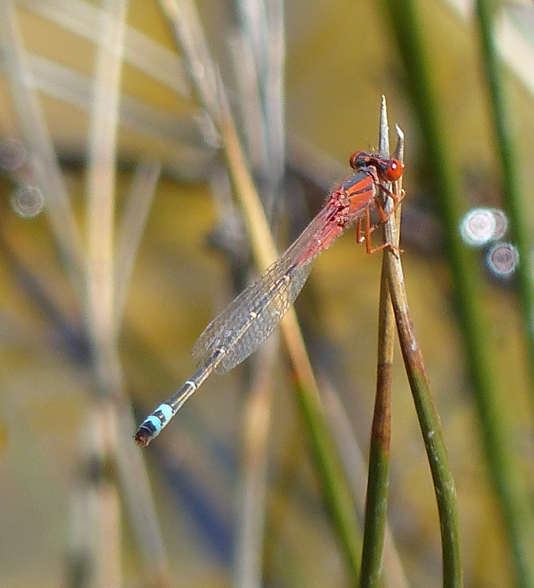Dragonflies and damselflies: Why these vividly coloured, mosquito ...
