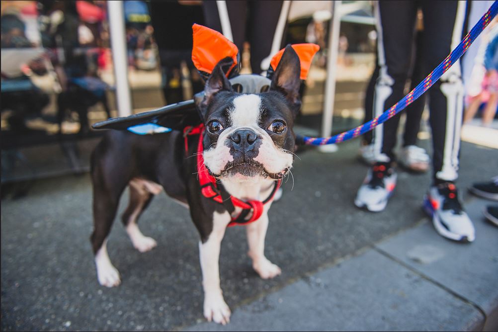 Howl-o-ween: Dogs and owners don costumes for walk on the bark side in ...