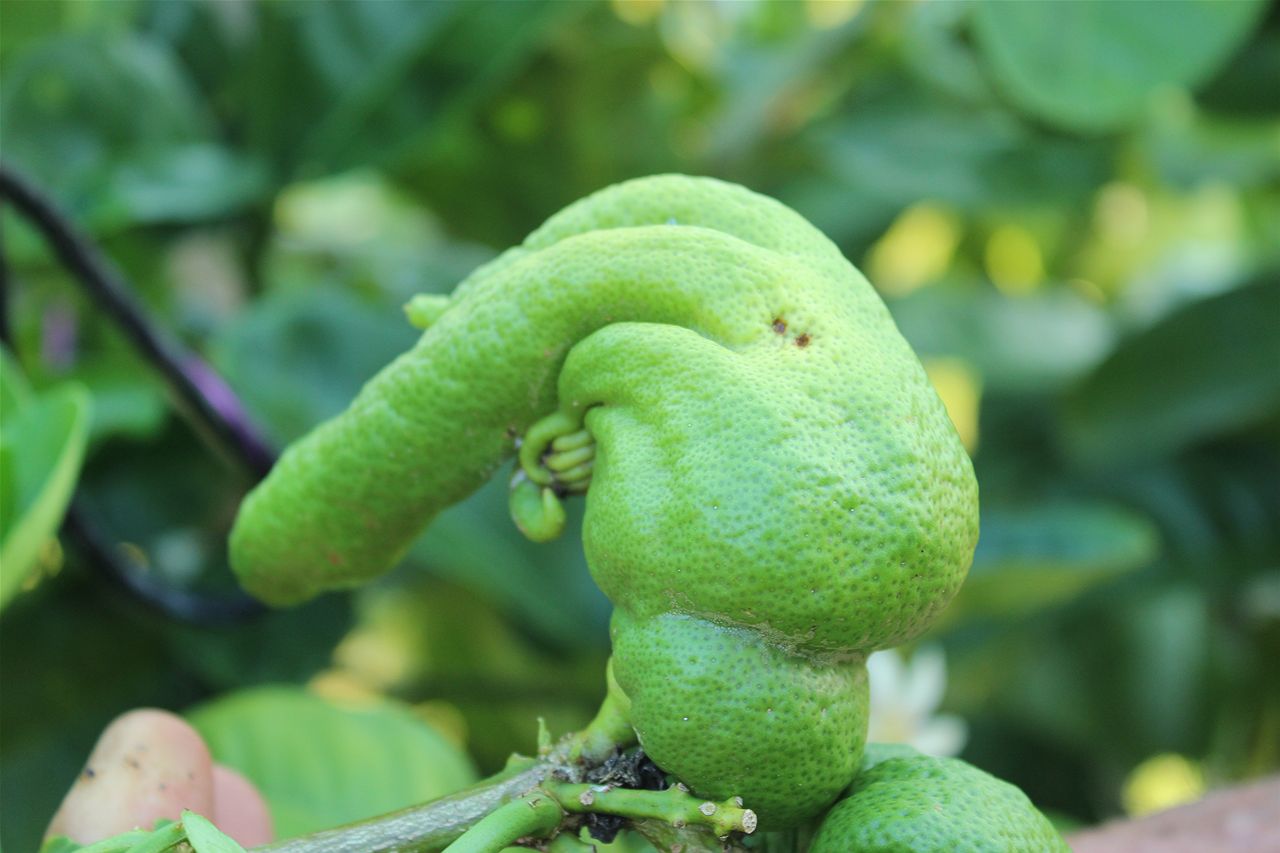 Rare fruit flips the finger - ABC News